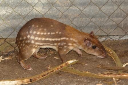ANIMALES DEL LLANO: LAPA